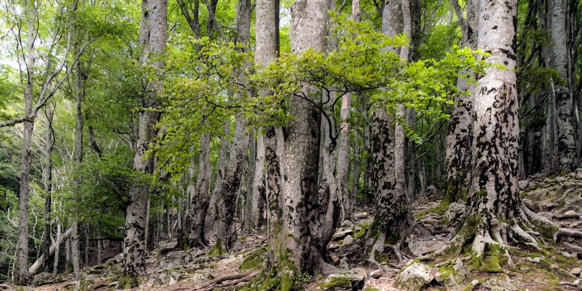 The Massane forest nature reserve in Argelès-sur-Mer The Massane forest ...