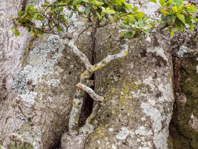 The Massane forest nature reserve in Argelès-sur-Mer The Massane forest ...